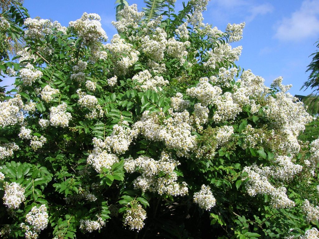 Lagerstroemia indica (White Crepe Myrtle1) - Richard Lyons Nursery, Inc. Lagerstroemia indica (White Crepe Myrtle1) - Richard Lyons Nursery, Inc.