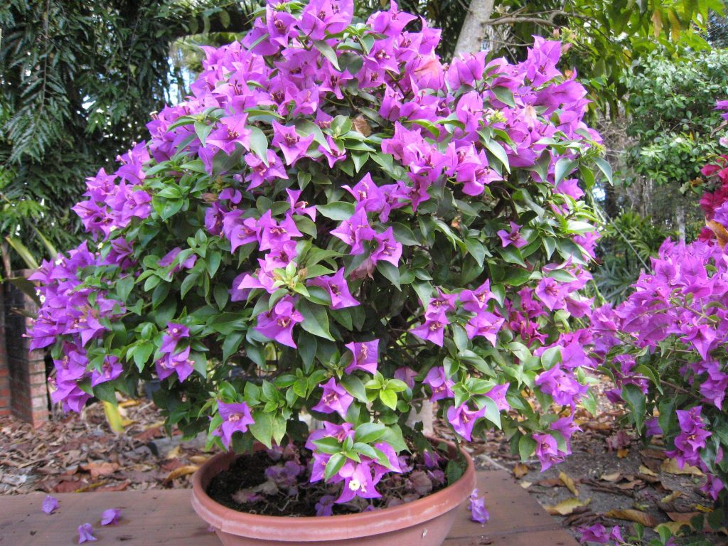 Bougainvillea Purple Bonsai Richard Lyons Nursery Inc