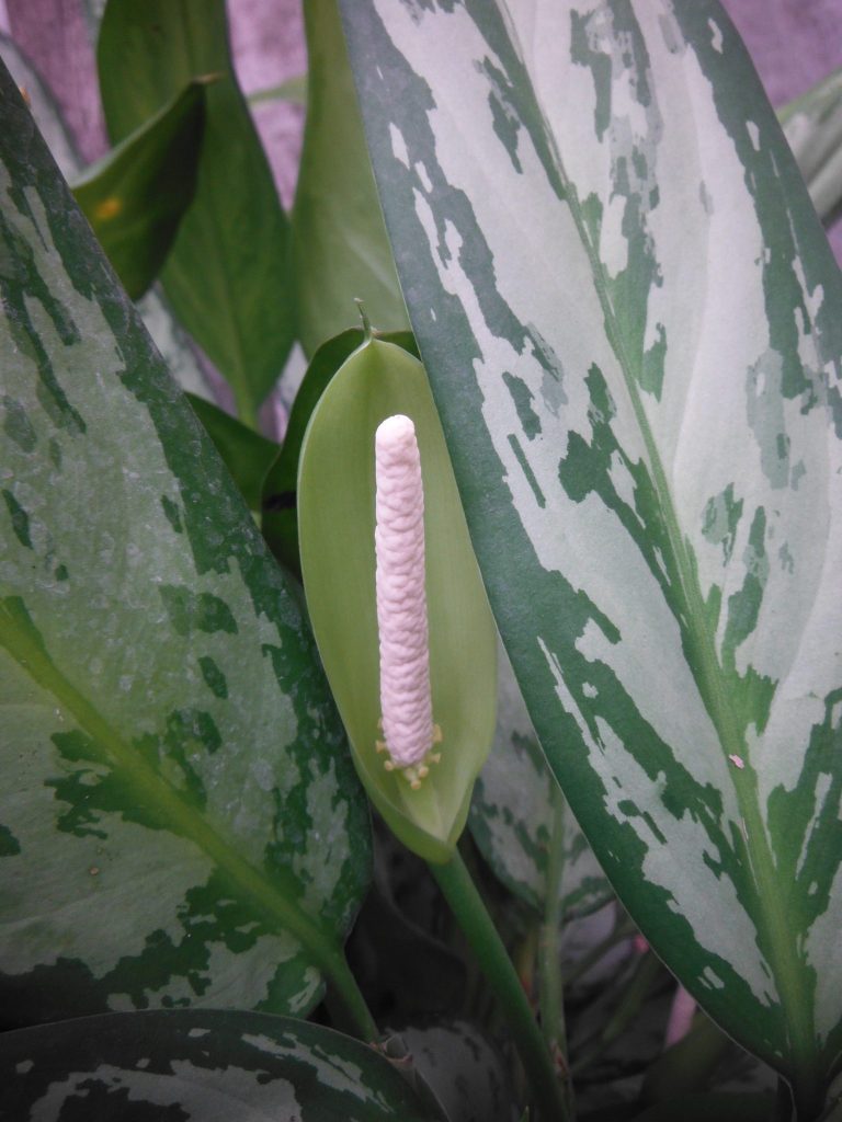 Aglaonema commutatum 'Silver Queen'(Chinese Evergreen2) - Richard Lyons ... Aglaonema commutatum 'Silver Queen'(Chinese Evergreen2) - Richard Lyons ...