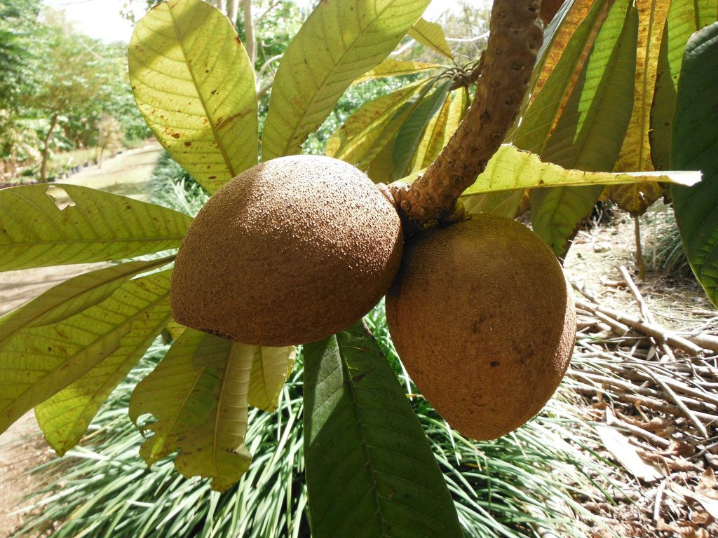 Pouteria sapota(Mamey Sapote2) - Richard Lyons Nursery, Inc.