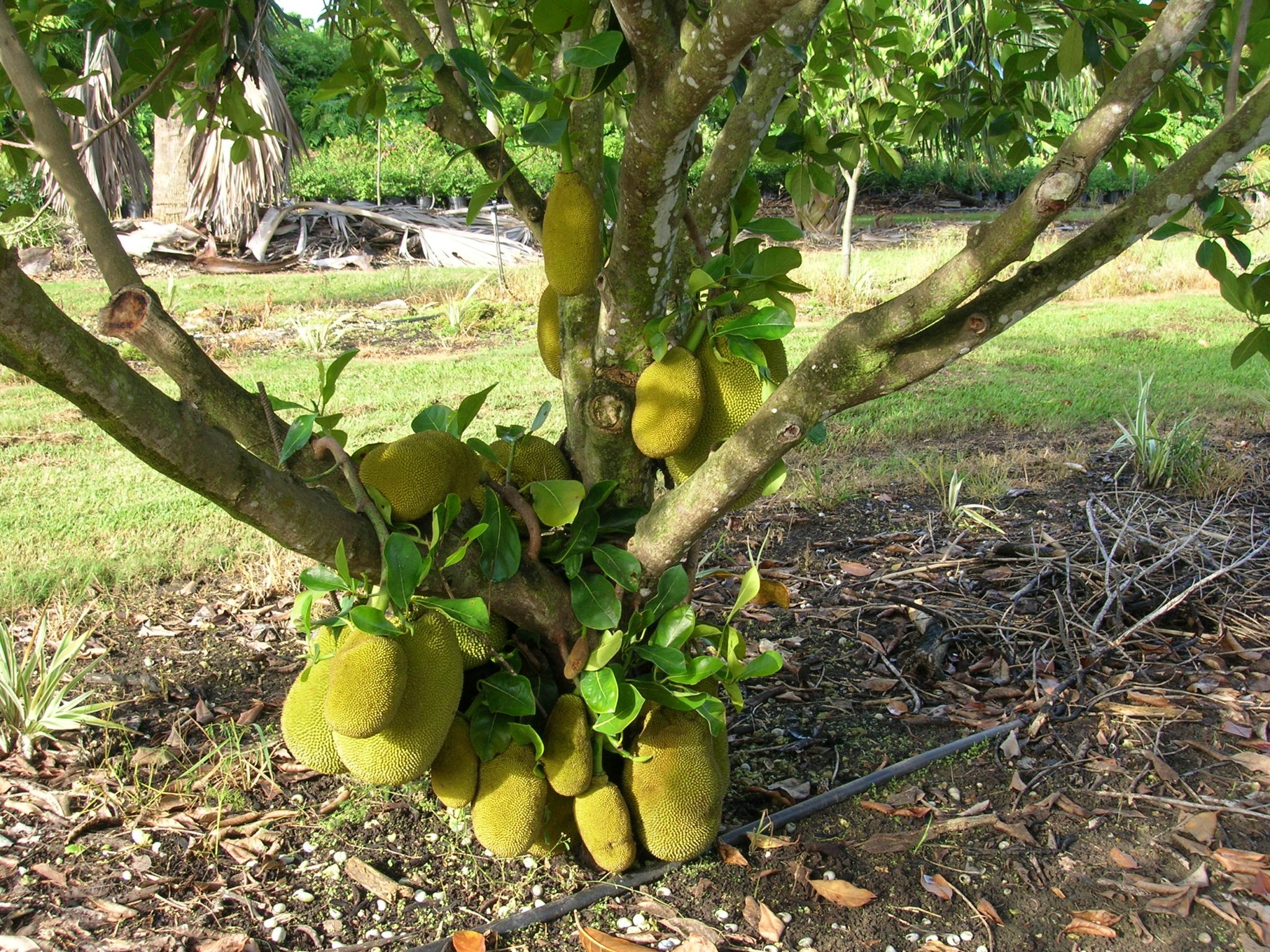 Artocarpus heterophyllus (Jakfruit) - Richard Lyons Nursery, Inc.