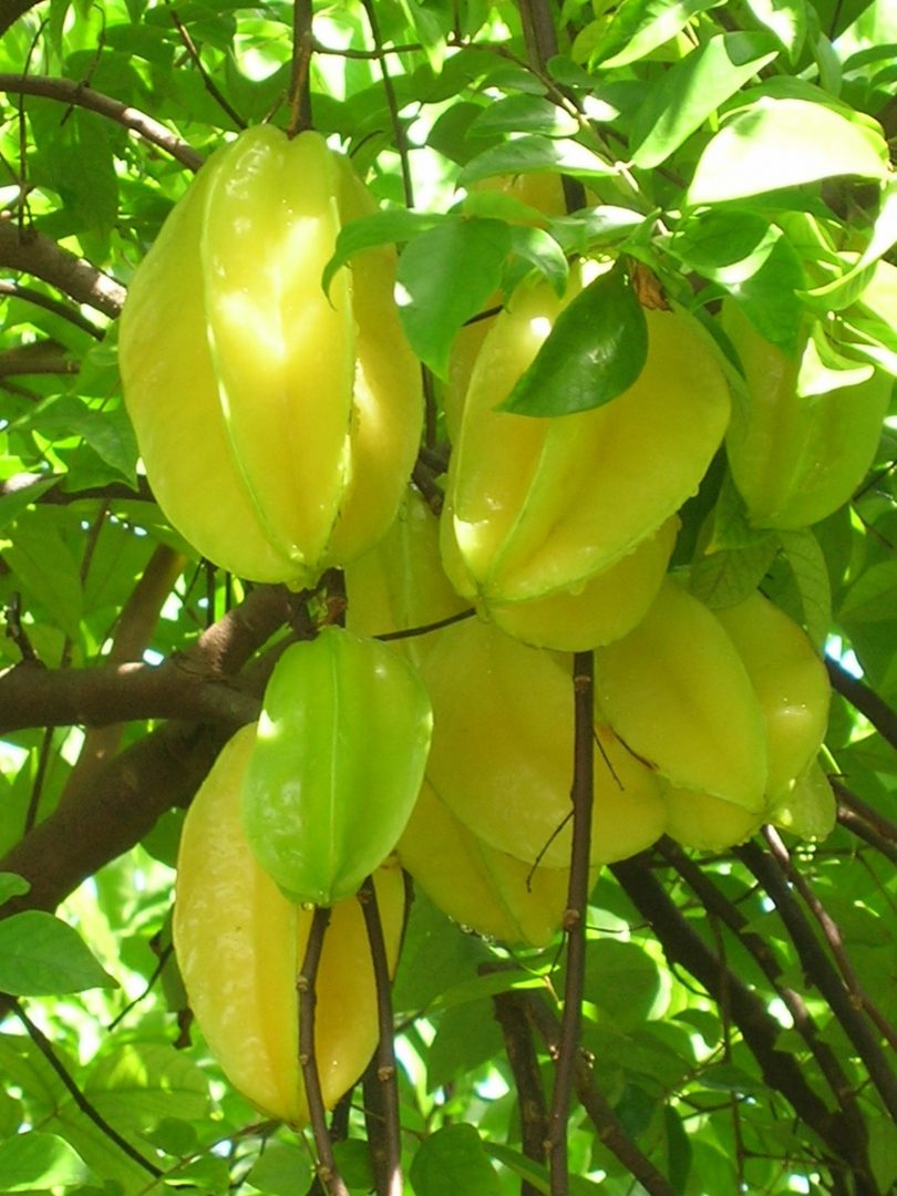 Carambola - Richard Lyons Nursery, Inc.