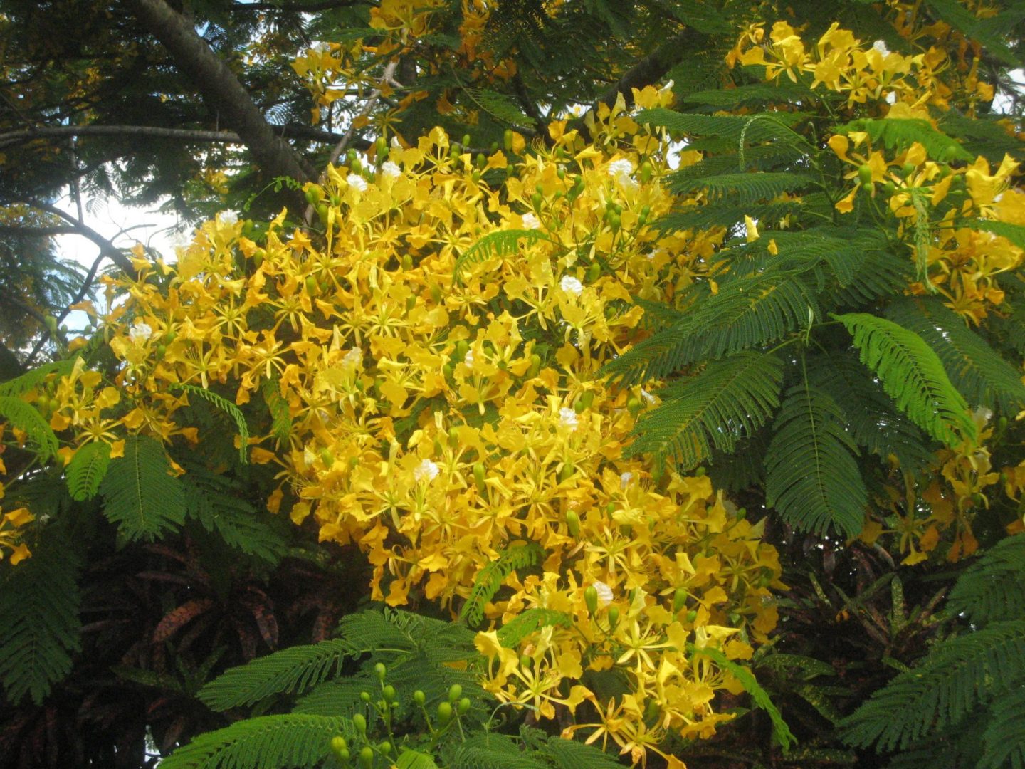 Delonix regia 'Yellow Kampong'(Yellow Royal Poinciana6) - Richard Lyons ...