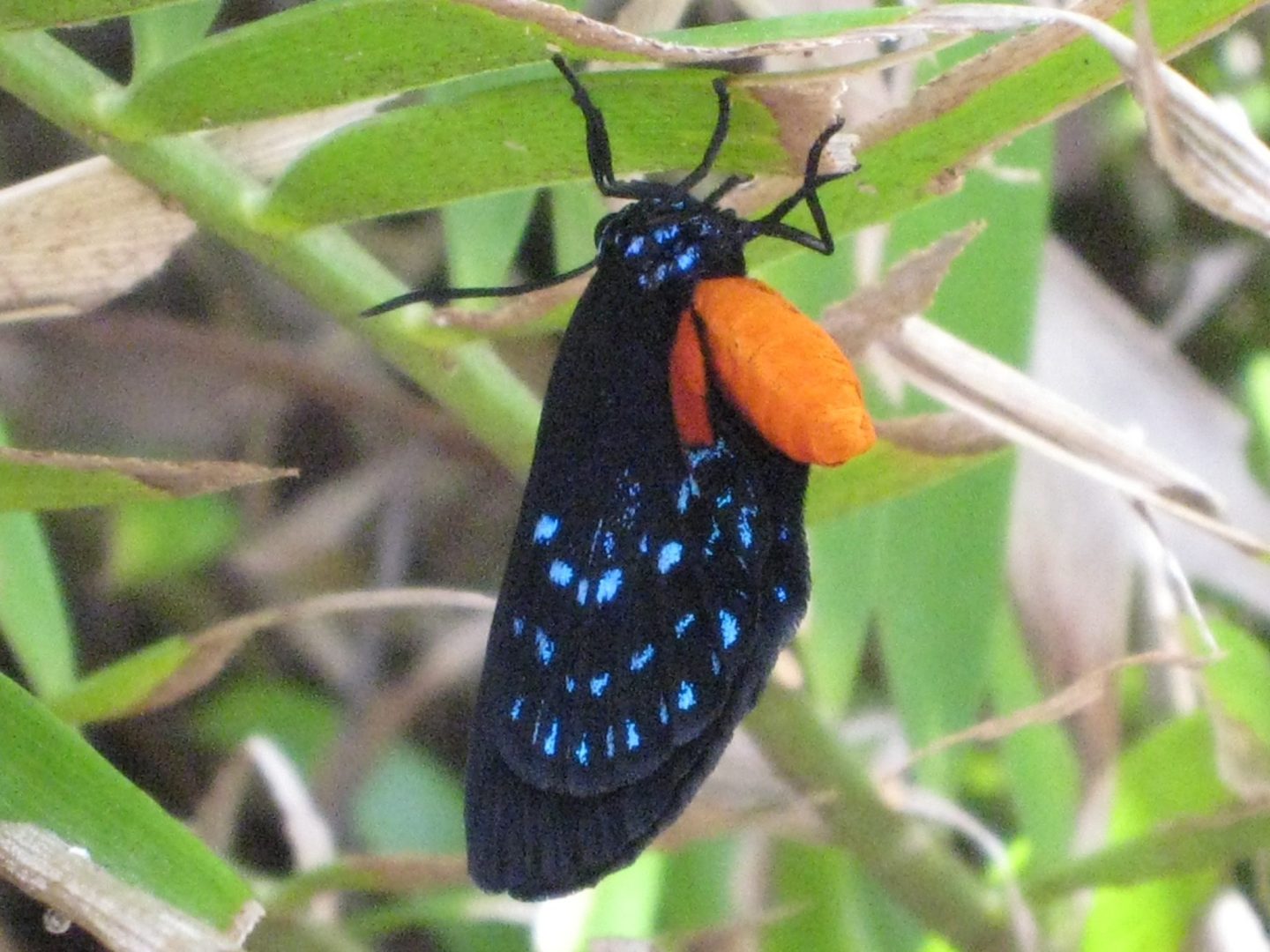 Under The Jakfruit Tree - Richard Lyons Nursery, Inc.