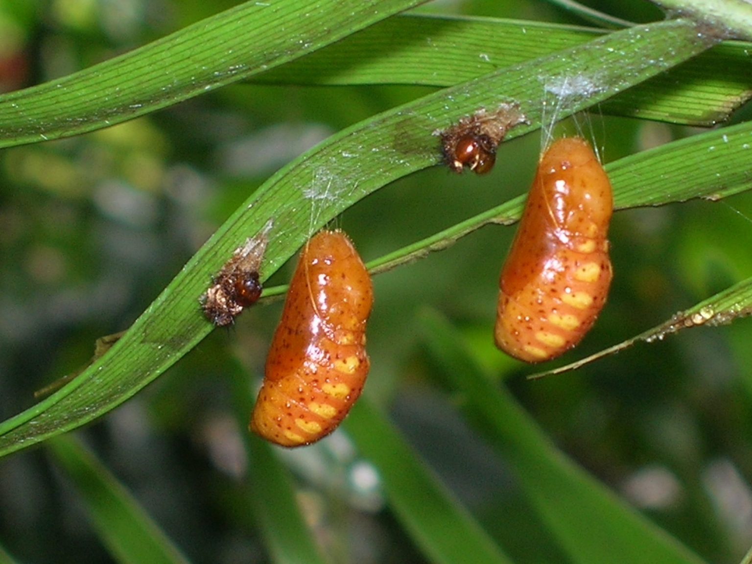 Eumaeus atala chrysalis on Zamia pumila (Atala Butterfly Chrysalis on ...