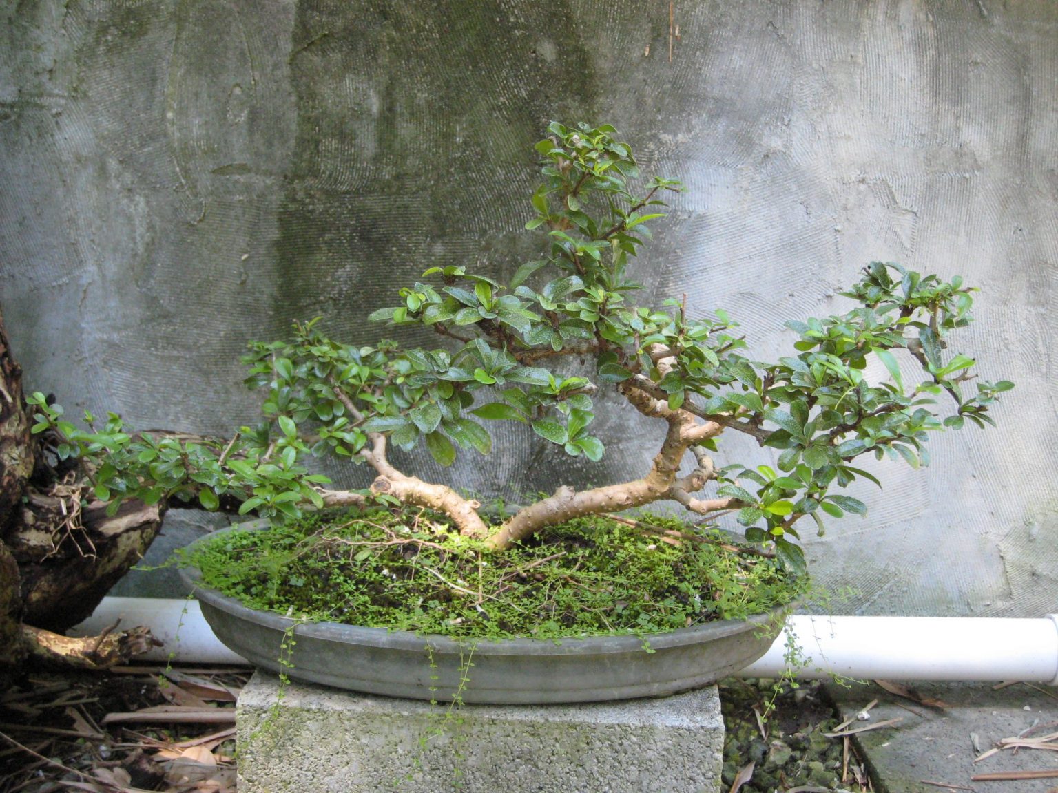 Fukien Tea Shrub - Richard Lyons Nursery, Inc.