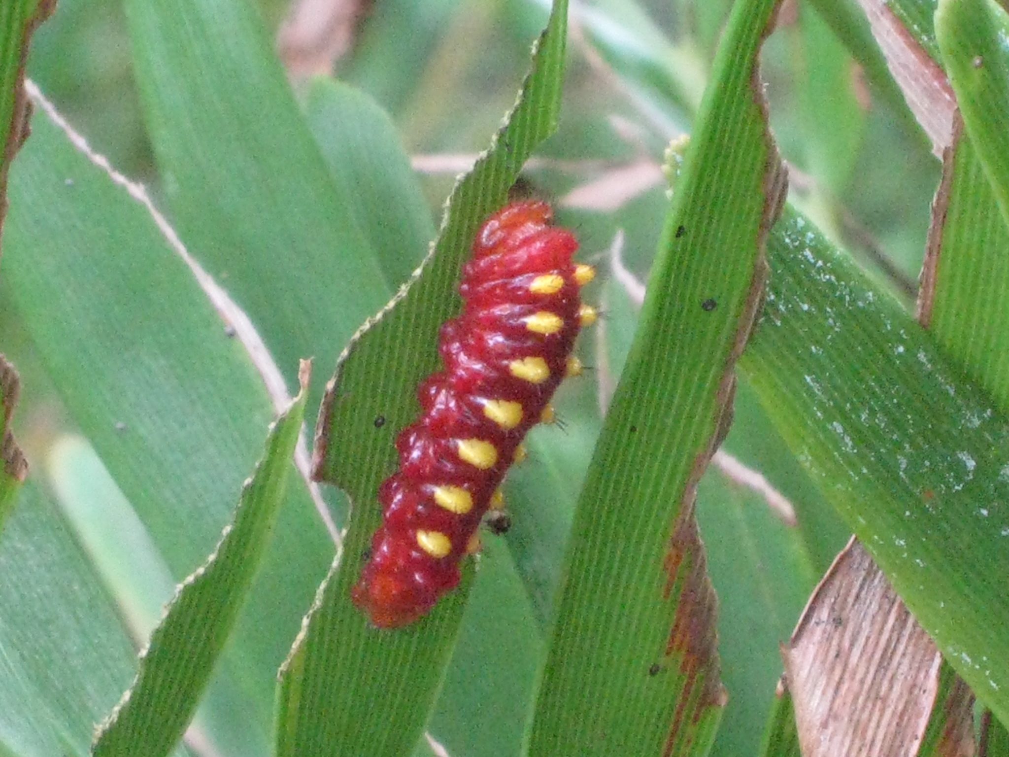 Eumaeus atala Larva on Zamia pumila(Atala Butterfly Larva on Coontie2 ...