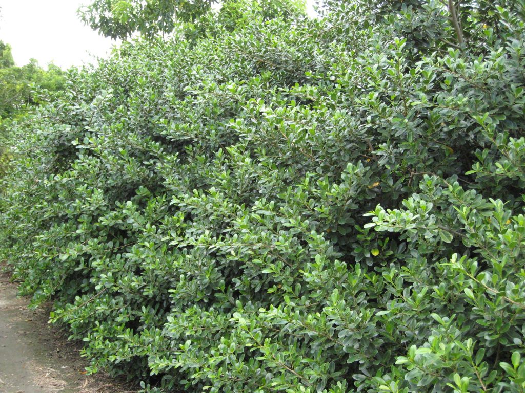 Ficus macrocarpa(Green Island Ficus2) - Richard Lyons Nursery, Inc.