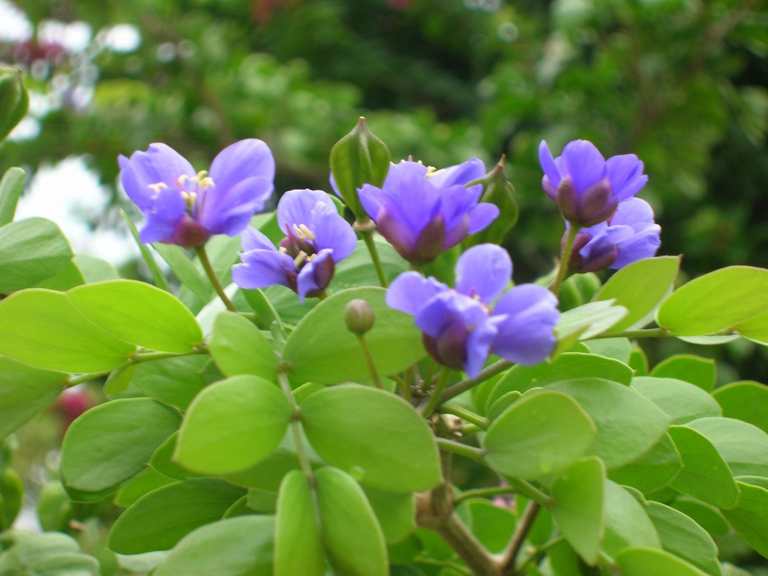 Lignum vitae - Richard Lyons Nursery, Inc.