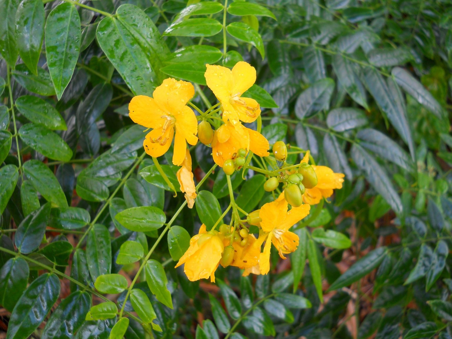 Native Sennas - Richard Lyons Nursery, Inc.