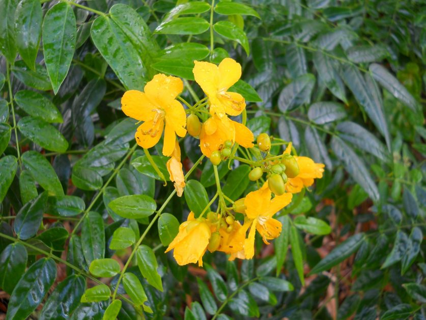 Native Sennas - Richard Lyons Nursery, Inc.