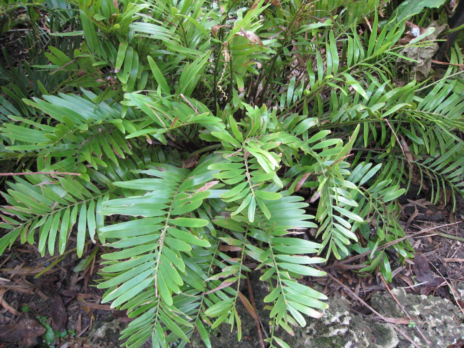 Coontie - Richard Lyons Nursery, Inc.