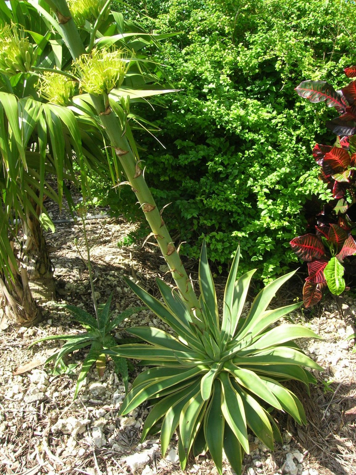 Agave desmettiana 'Variegata' (Dwarf Variegated Agave2) - Richard Lyons ...