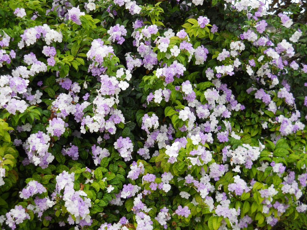 Brunfelsia grandiflora(Yesterday,Today,and Tomorrow) - Richard Lyons ...