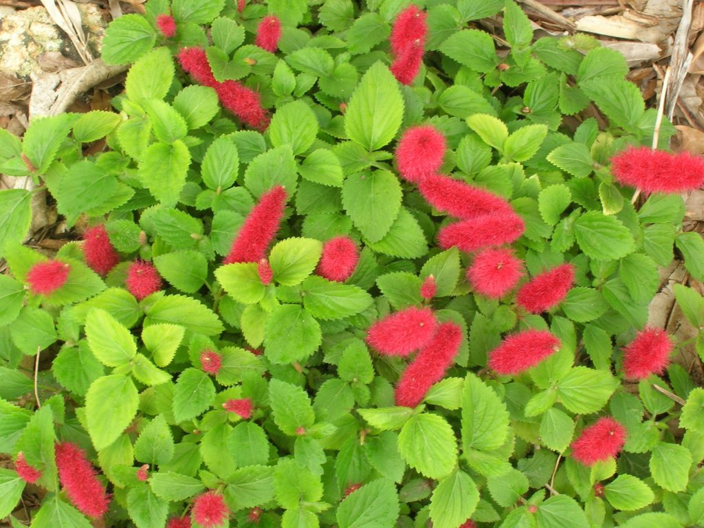 Acalypha pendula (Dwarf Chenille) - Richard Lyons Nursery, Inc.