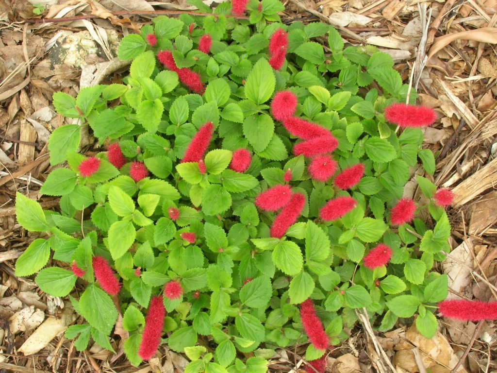 Acalypha pendula (Dwarf Chenille1) - Richard Lyons Nursery, Inc.