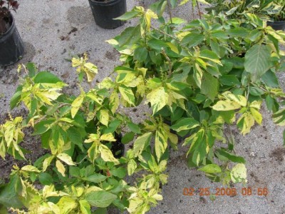 Acalypha wilkesiana 'Albo Variegata'(Green and White Acalypha ...