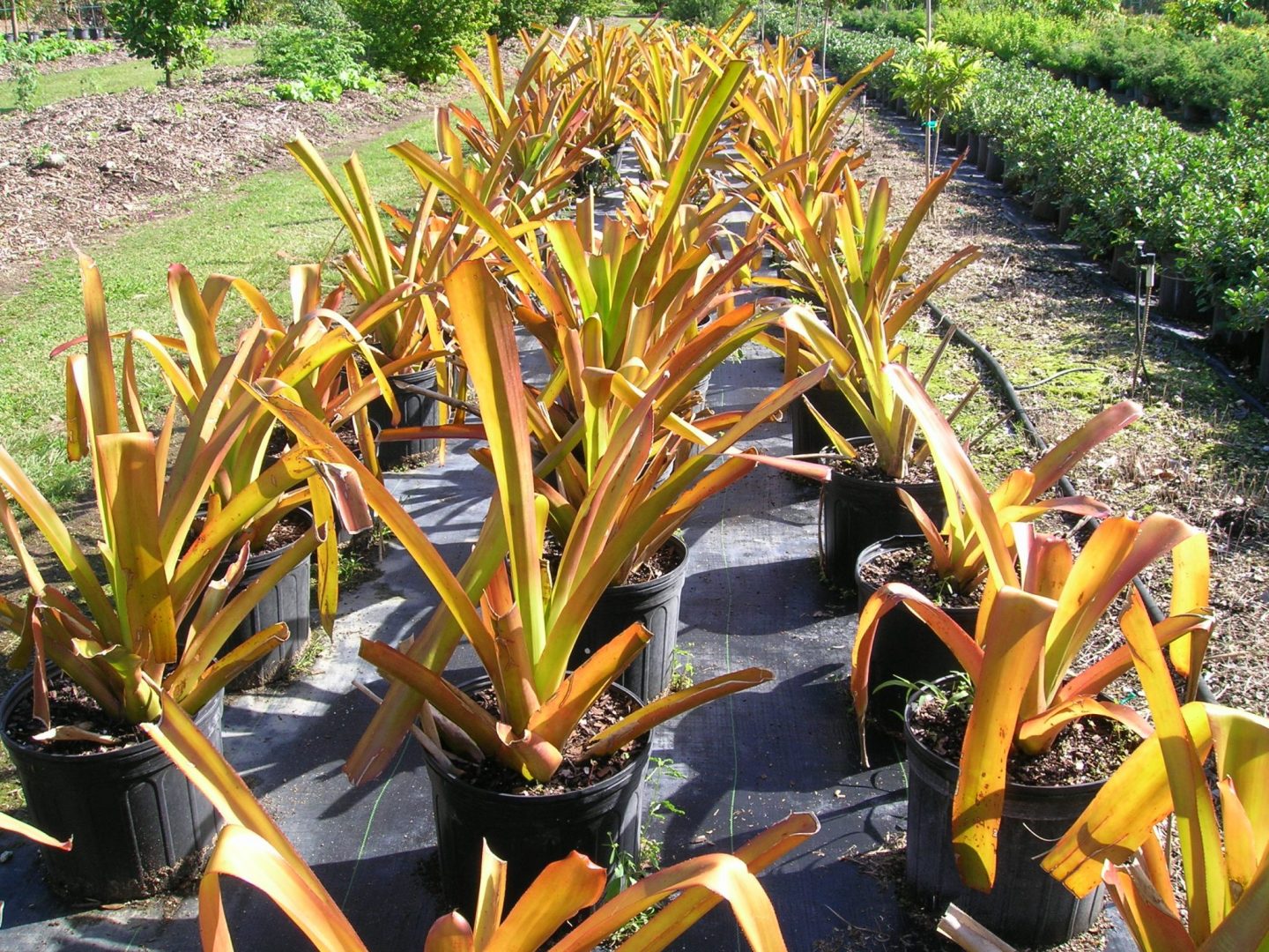 Aechmea blanchetiana (Terrestrial Aechmea) - Richard Lyons Nursery, Inc.