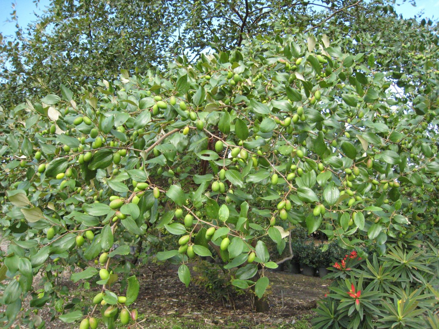 Jujube Fruit Tree - Richard Lyons Nursery, Inc.