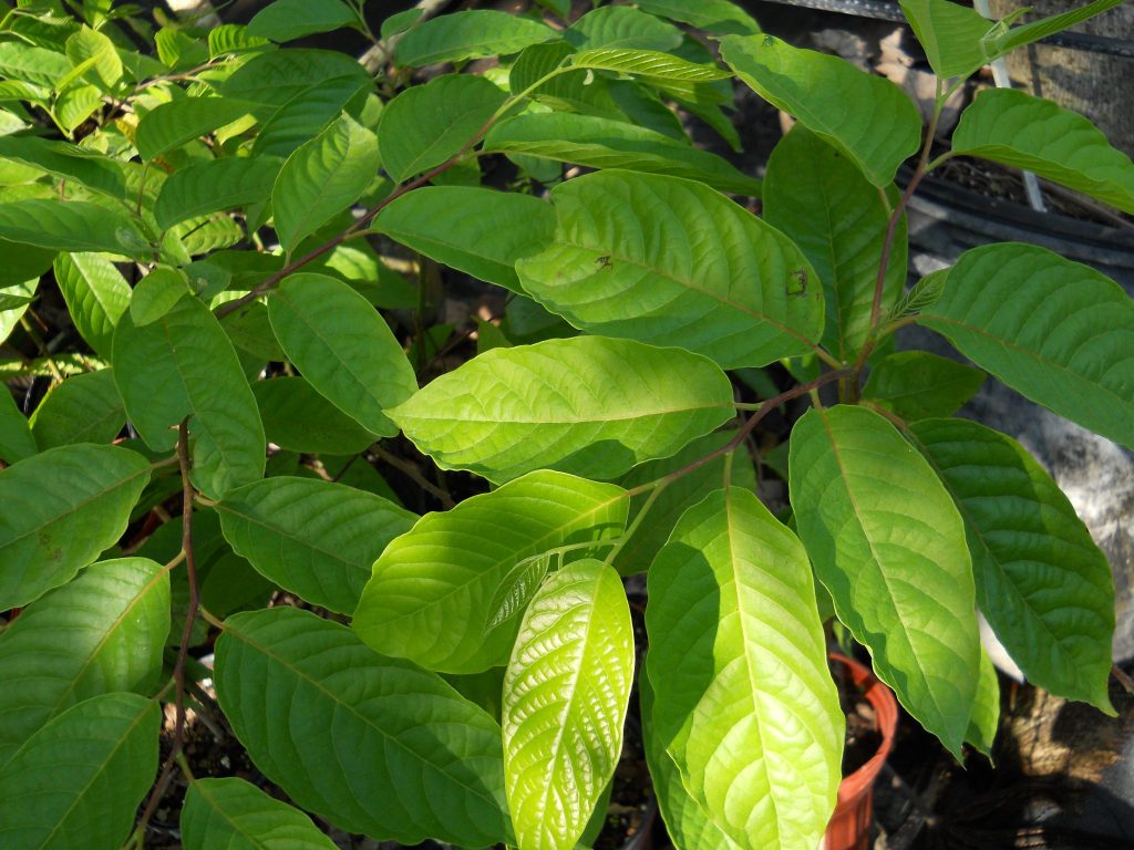 Ylang-Ylang Tree (Cananga odorata) - Richard Lyons Nursery, Inc.