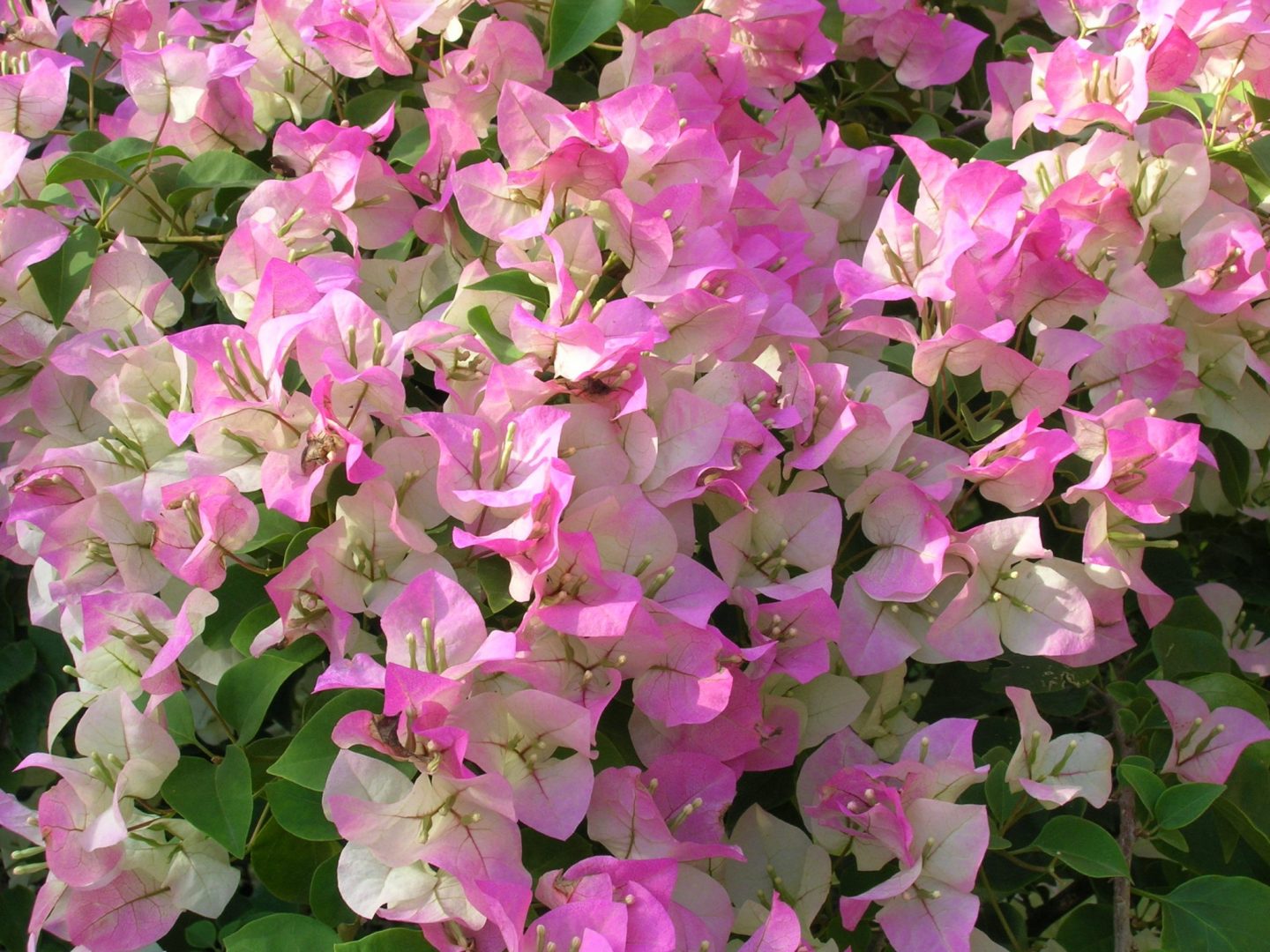 Bougainvillea sp. 'Pink and White Surprise' (Bougainvillea) - Richard ... Bougainvillea sp. 'Pink and White Surprise' (Bougainvillea) - Richard ...