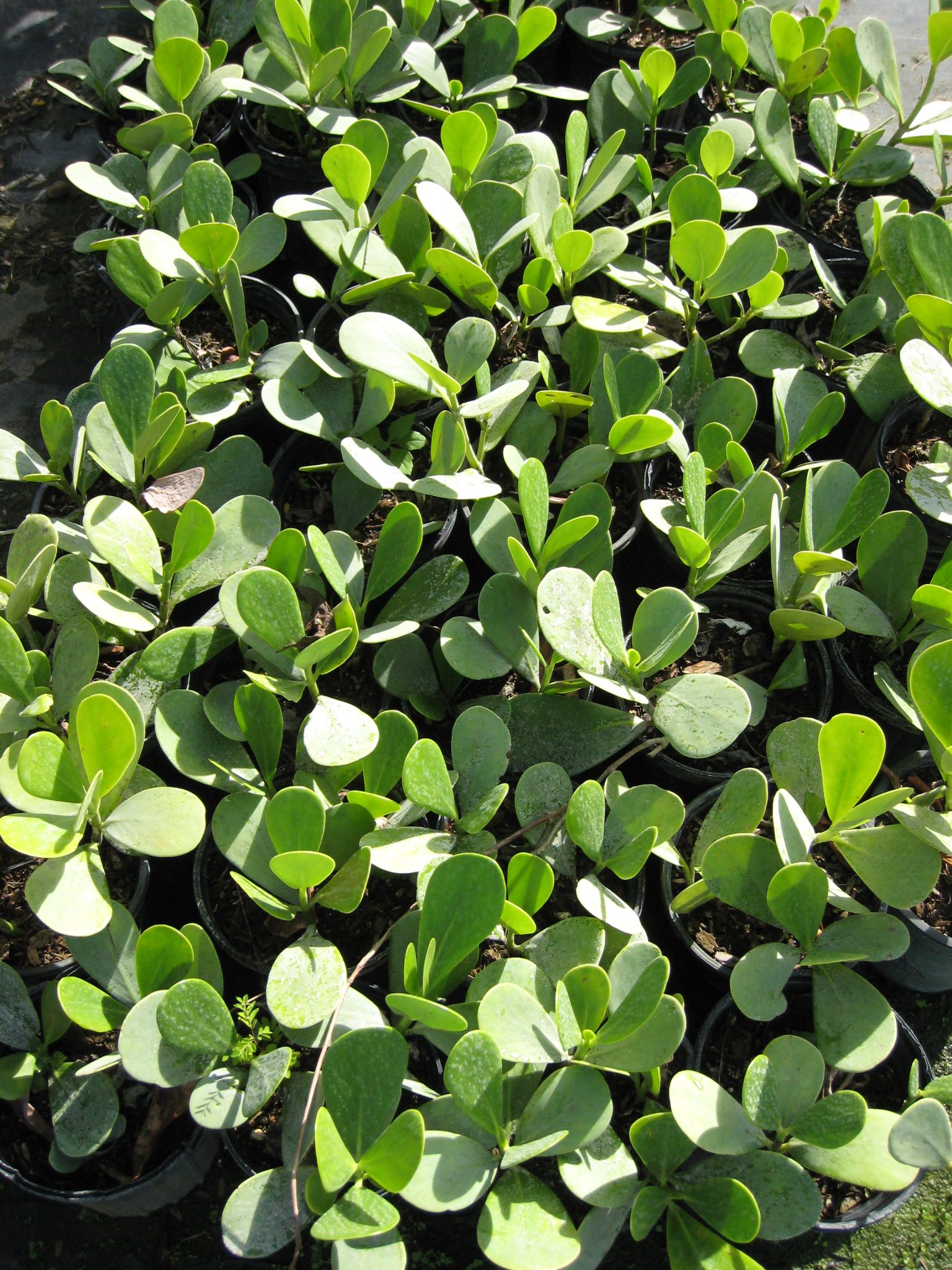 Clusia rosea(Autograph Tree3) - Richard Lyons Nursery, Inc.