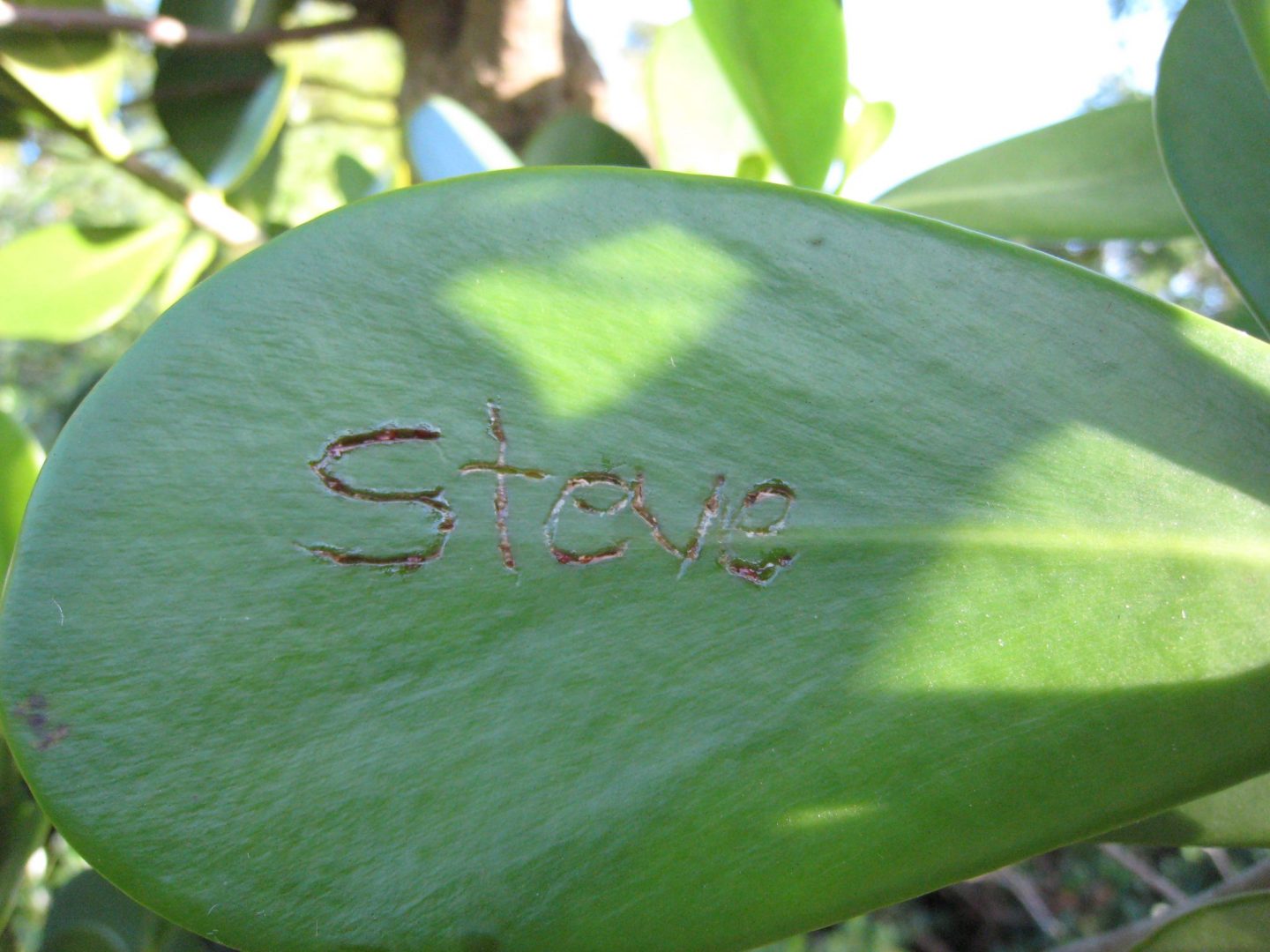 Autograph or Pitch Apple Tree - Richard Lyons Nursery, Inc.
