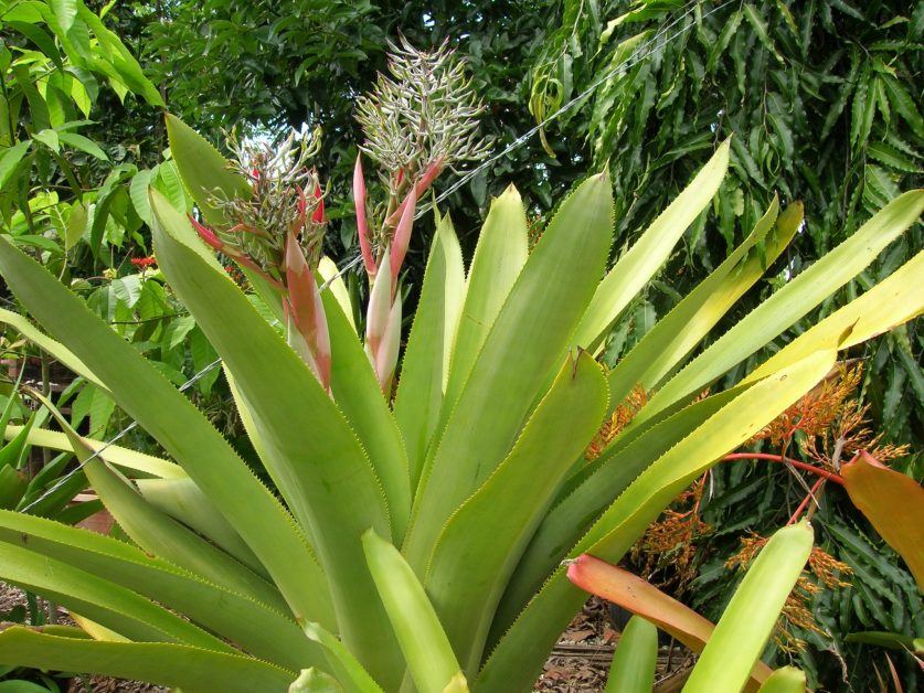 Aechmea sp. (Bromeliad) - Richard Lyons Nursery, Inc.