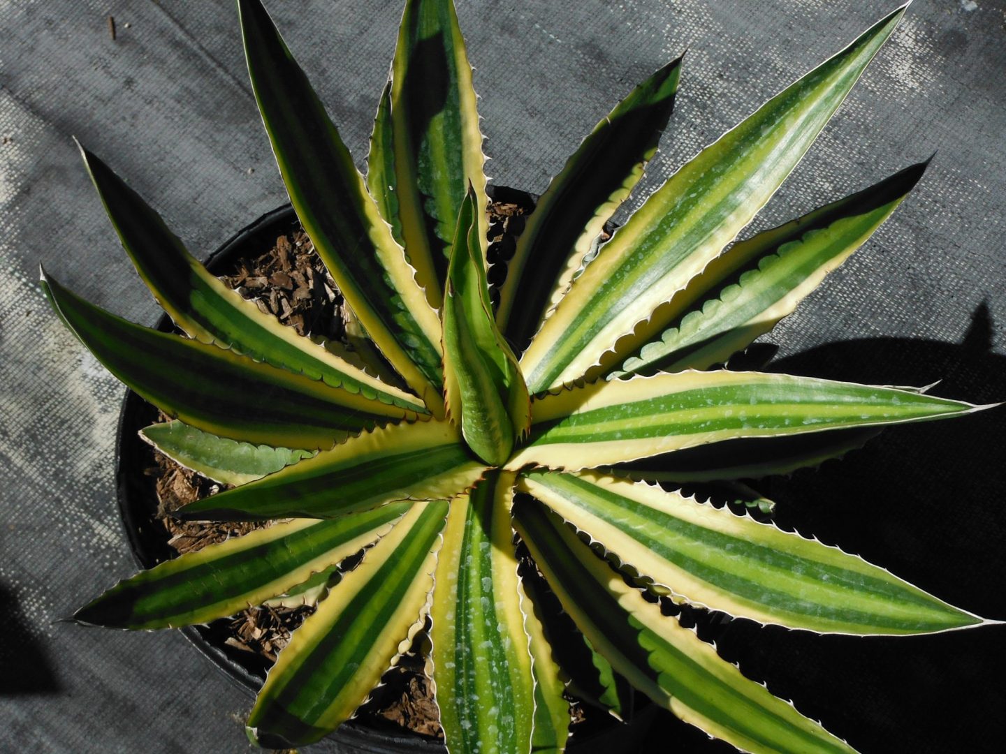Agave univittata(Center Stripe Agave) - Richard Lyons Nursery, Inc.