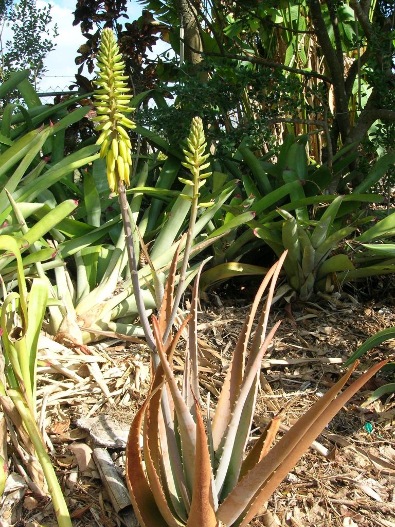 Aloe vera (Burn Aloe1) - Richard Lyons Nursery, Inc.
