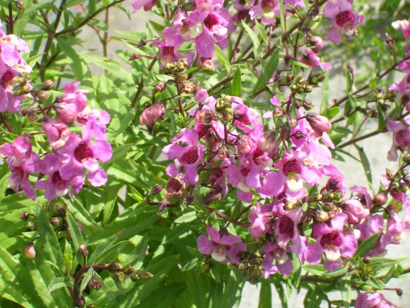 Angelonia angustifolia (Angel Flower) - Richard Lyons Nursery, Inc.