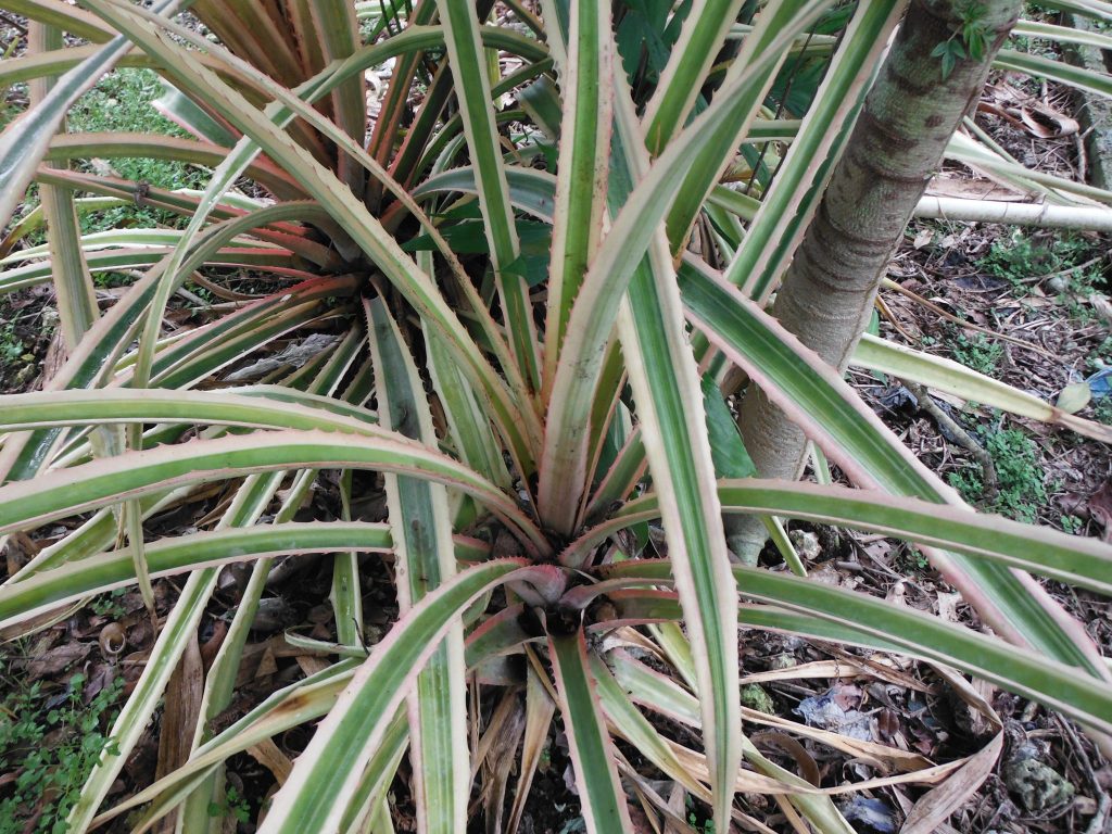 Ananas comosus 'Variegatus'(Variegated Pineapple1) - Richard Lyons ...