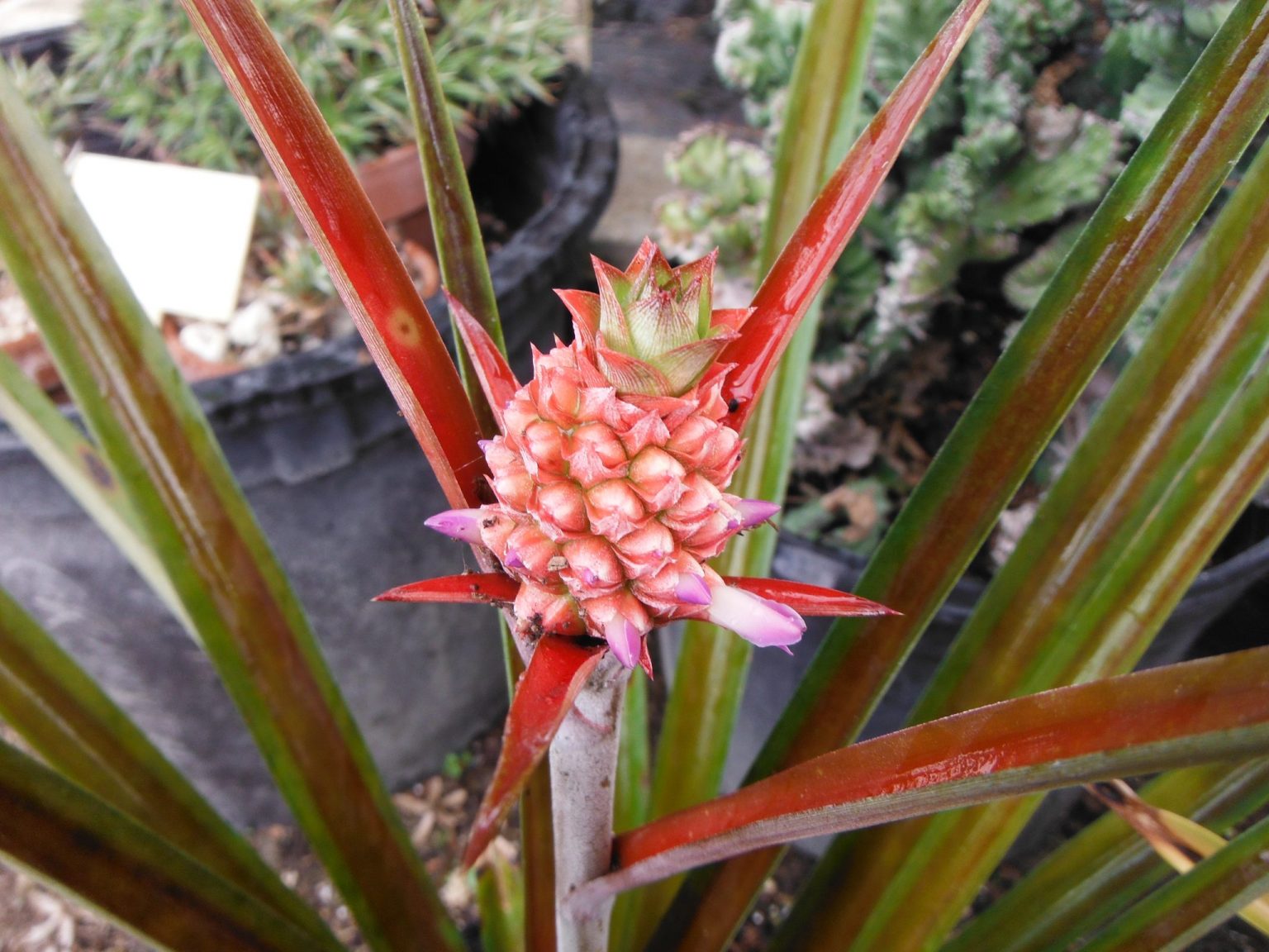 Ananas lucidus(Pink Pineapple) - Richard Lyons Nursery, Inc.