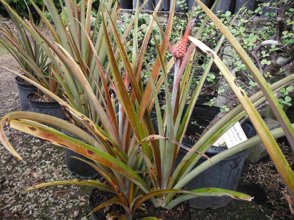 Ananas lucidus(Pink Pineapple2) - Richard Lyons Nursery, Inc.