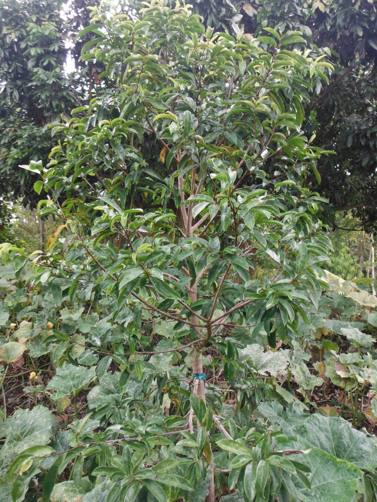 Annona muricata(Soursop) (2) - Richard Lyons Nursery, Inc.