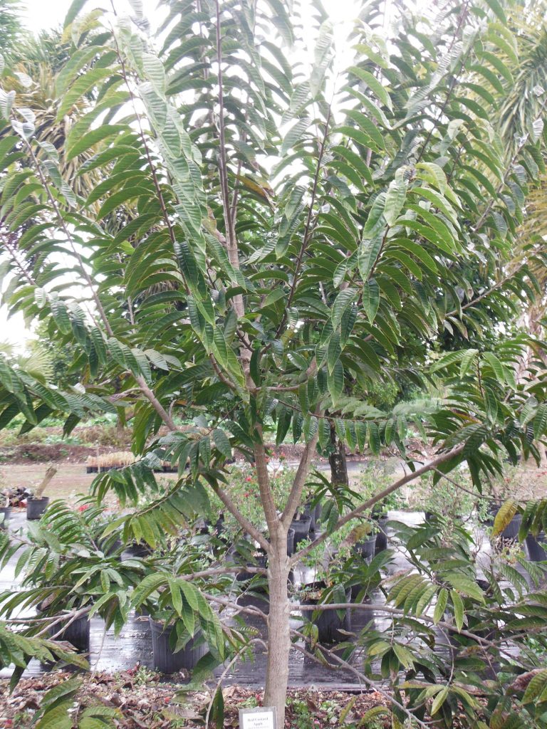 Annona reticulata(Red Custard Apple) - Richard Lyons Nursery, Inc.