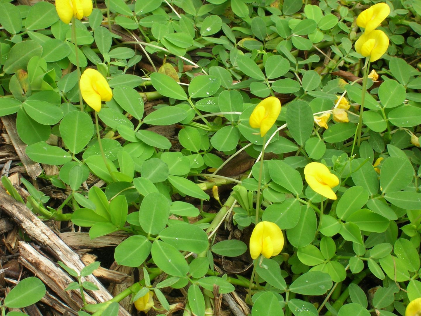 Arachis glabrata - Richard Lyons Nursery, Inc.