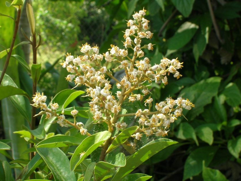 Ardisia escallonioides (Marlberry4) - Richard Lyons Nursery, Inc.