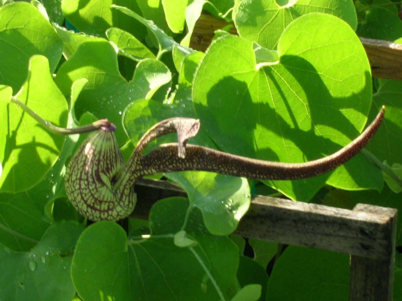 Aristolochia (Dutchman's Pipe or Pipe Vines) - Richard Lyons Nursery, Inc.