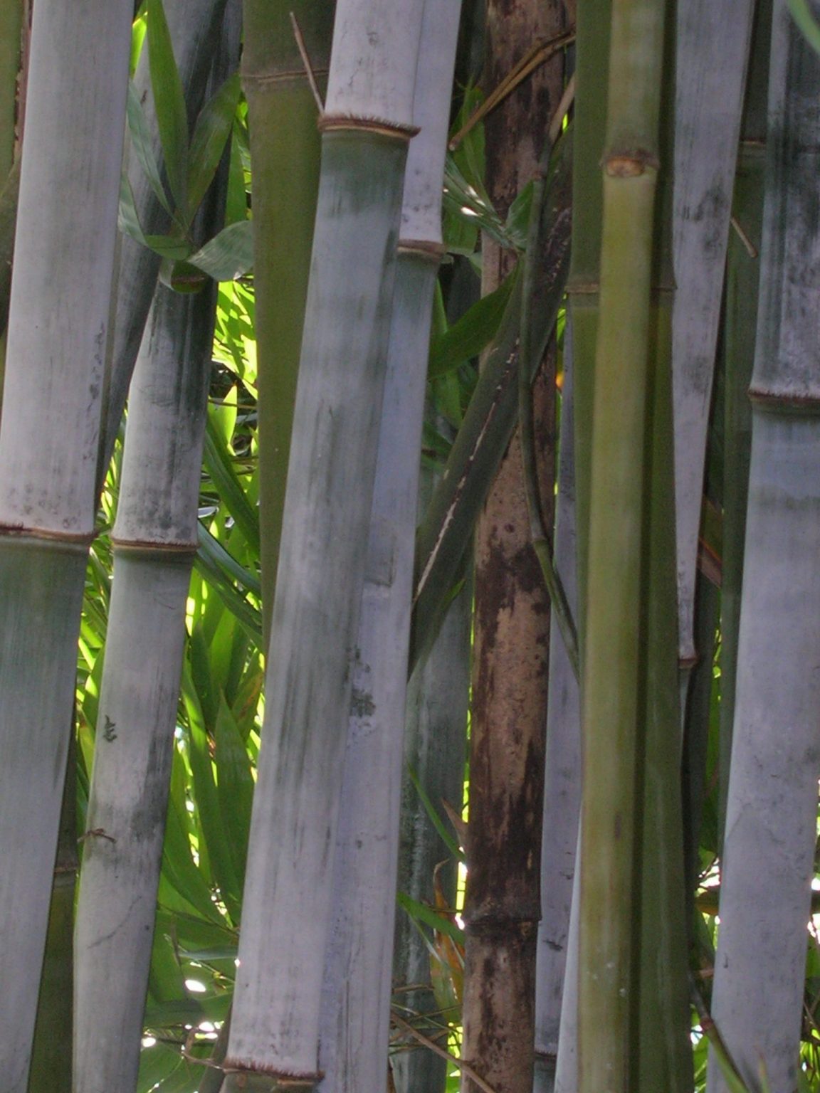 Bambusa chungii (Tropical Blue Bamboo) - Richard Lyons Nursery, Inc.