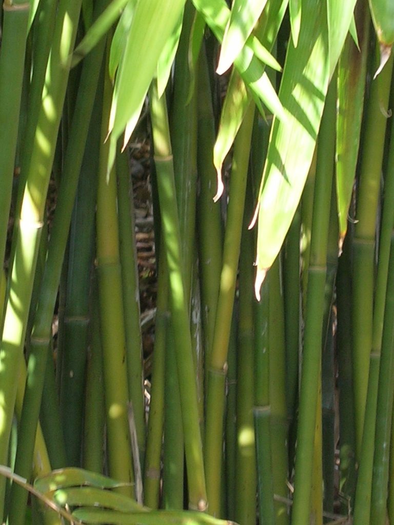 Bambusa textilis var. gracilis (Slender Weavers Bamboo3) - Richard ...