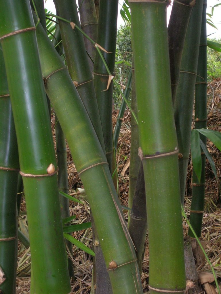 Bambusa vulgaris (Common Bamboo1) - Richard Lyons Nursery, Inc.