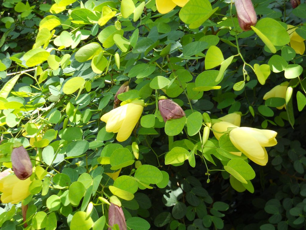Bauhinia tomentosa (St. Thomas Tree) - Richard Lyons Nursery, Inc.