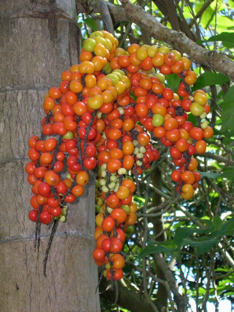 Gaussia maya (Maya Palm) - Richard Lyons Nursery, Inc.