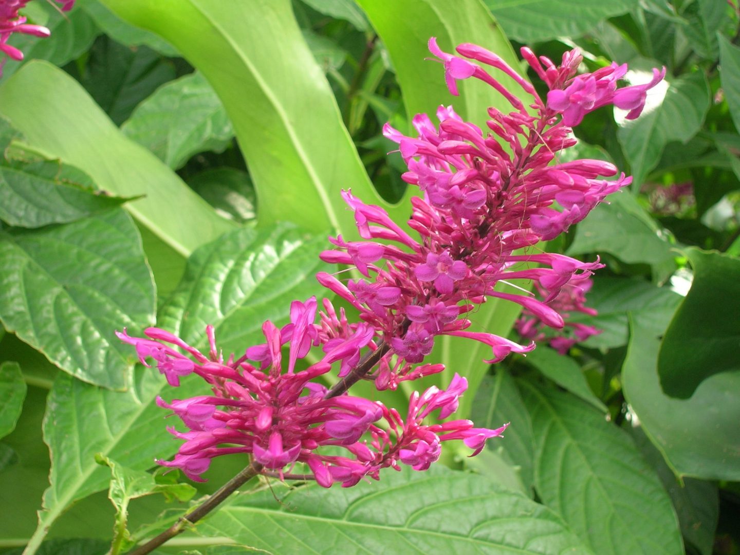 Firespike - Richard Lyons Nursery, Inc.