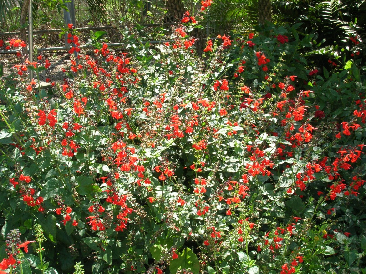 Salvia coccinea (Scarlet Sage5) - Richard Lyons Nursery, Inc.