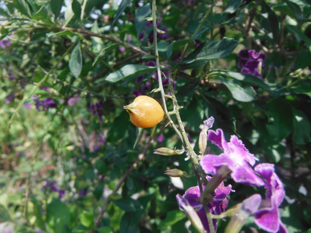 Golden Dewdrops (Duranta erecta f/k/a Duranta repens) - Richard Lyons ...
