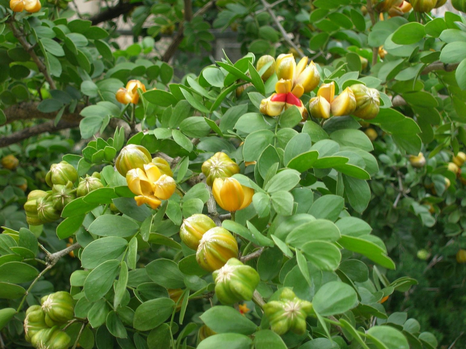 Lignum vitae - Richard Lyons Nursery, Inc.