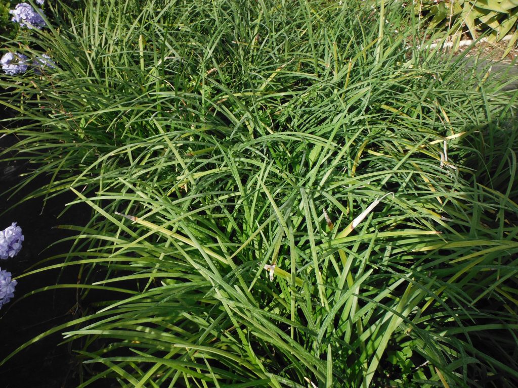 Giant Liriope or Giant Lilyturf (Liriope gigantea) and Mondo Grass ...