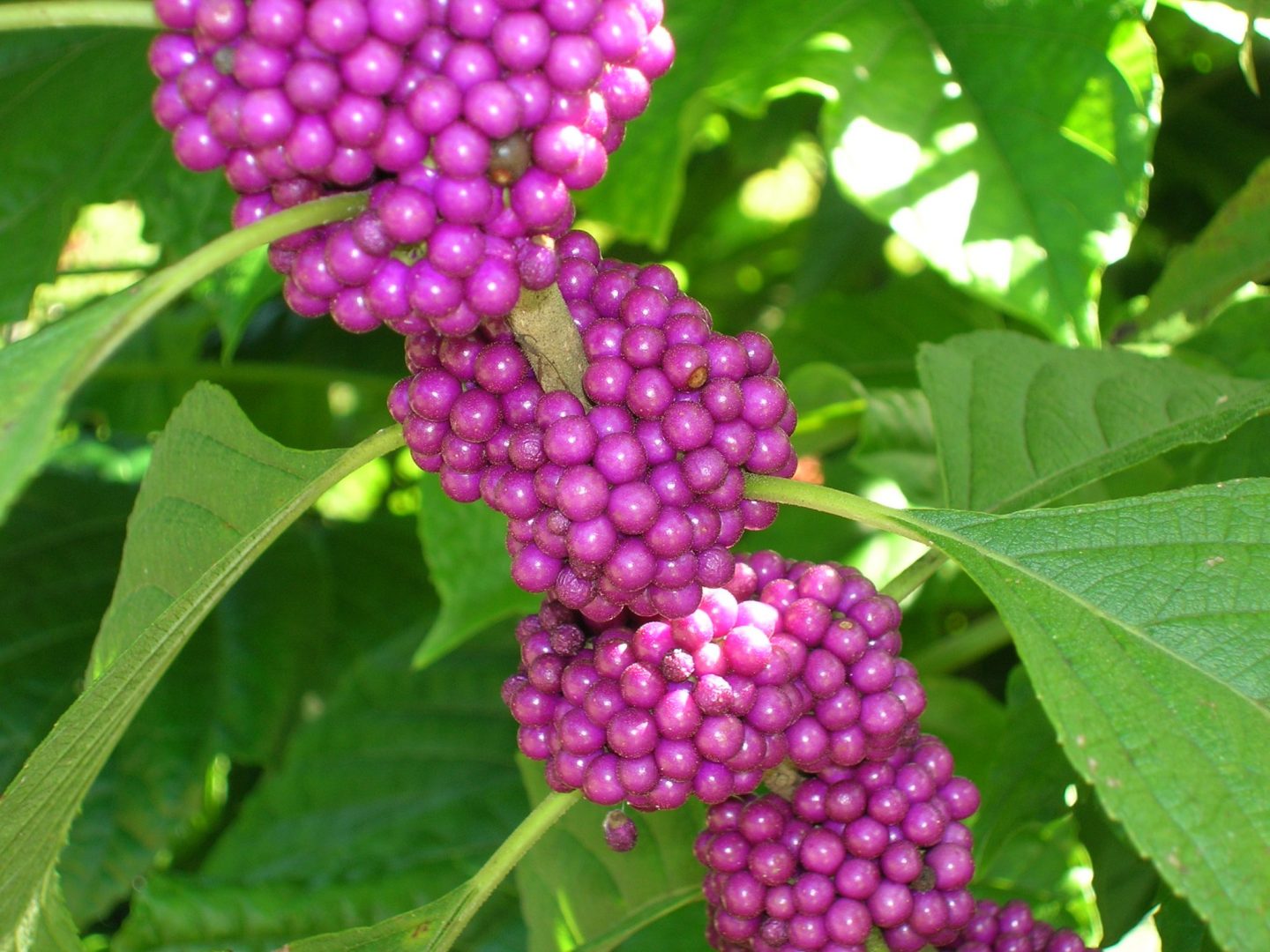 Callicarpa americana - Richard Lyons Nursery, Inc.